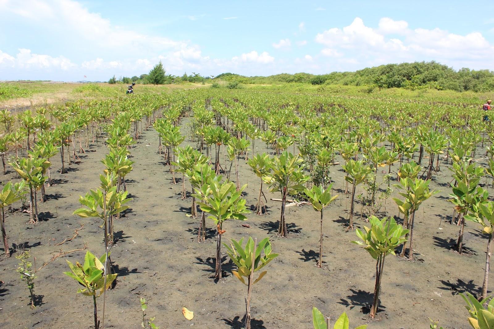 Lindungi Hutan - Perumperindo.co.id